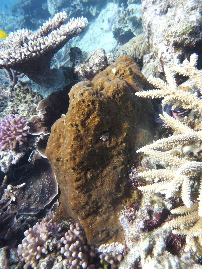 Ms Michelle Achlatis Coral Reef Ecosystems ms-michelle-achlatis-coral-reef-ecosystems