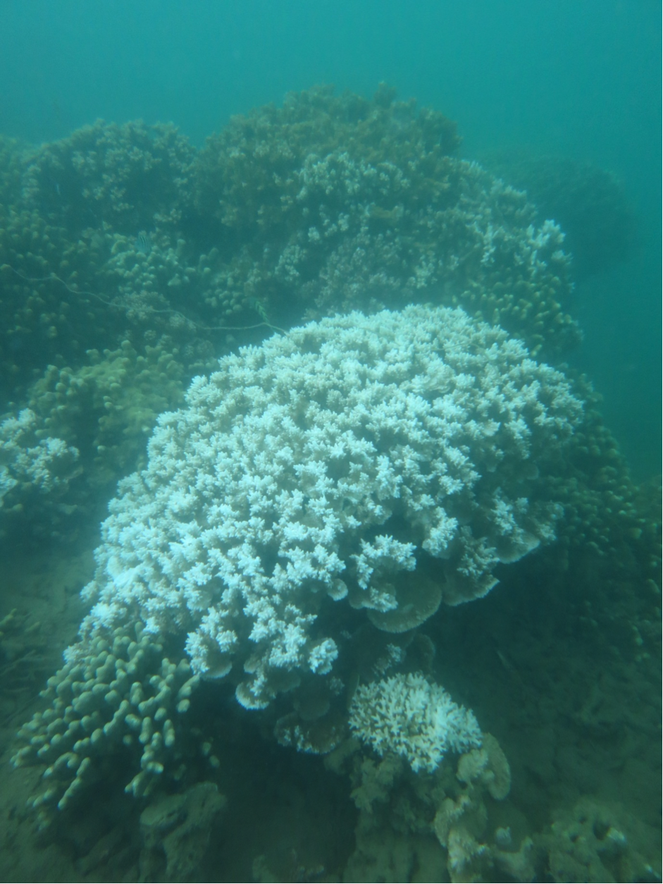 Research on ocean acidification and coral bleaching in Hawaii | Coral ...
